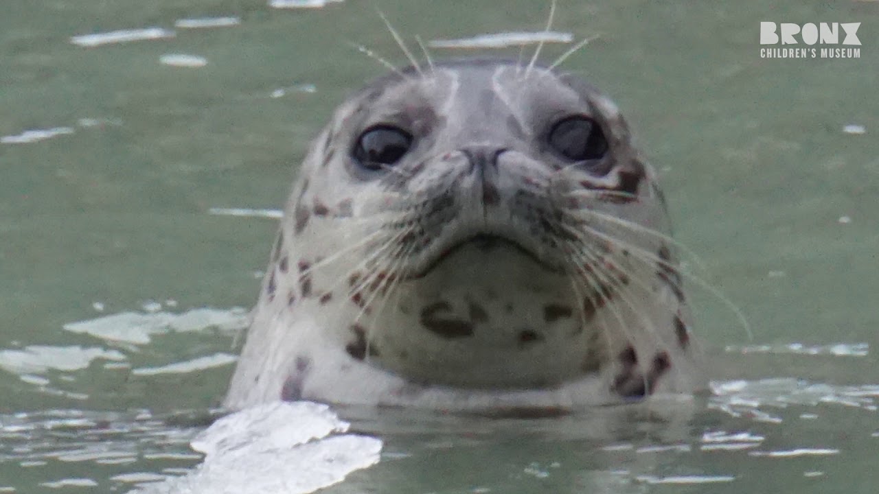 Fun Fact Friday: Harbor Seal!