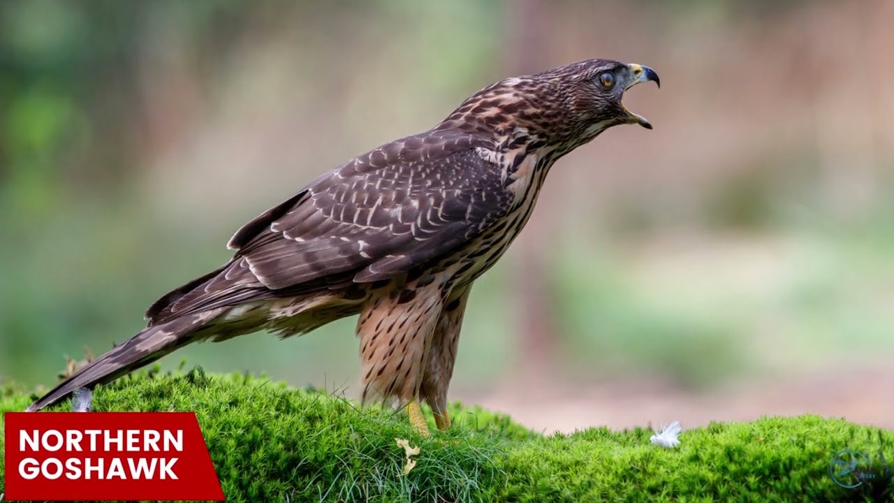 Hawks in Wisconsin: Winged Sentinels of the Badger State