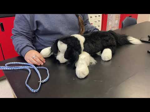 Restraint of Dog for Cephalic Venipuncture