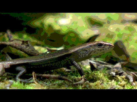 Australian lizards and parasites, new study | Dear Kitty. Some blog