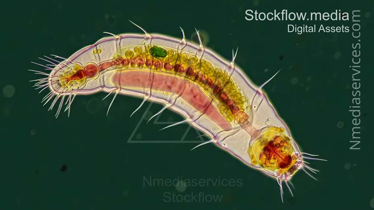Turbellarians | Worms | Microscopic - 4K Stock Footage