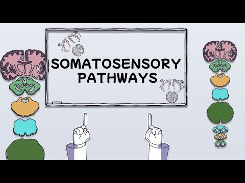 From Confusion to Clarity: Somatosensory Pathways Explained. The easiest way possible!