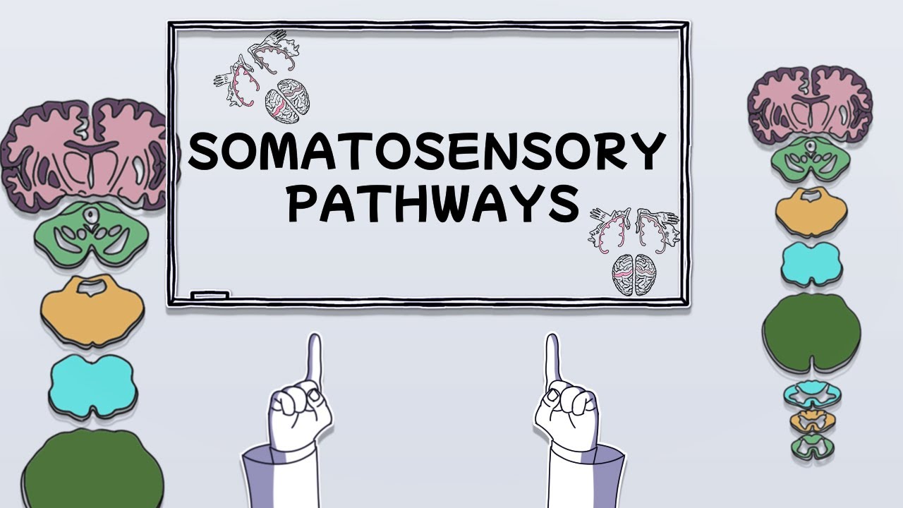 From Confusion to Clarity: Somatosensory Pathways Explained. The easiest way possible!