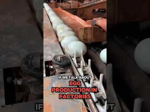 The Secret Behind Factory-Made Eggs 🥚😲🤔 #shortsfeed #facts #youtubeshorts #shorts #egg #chicken