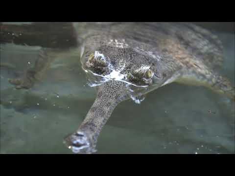 Gharials!
