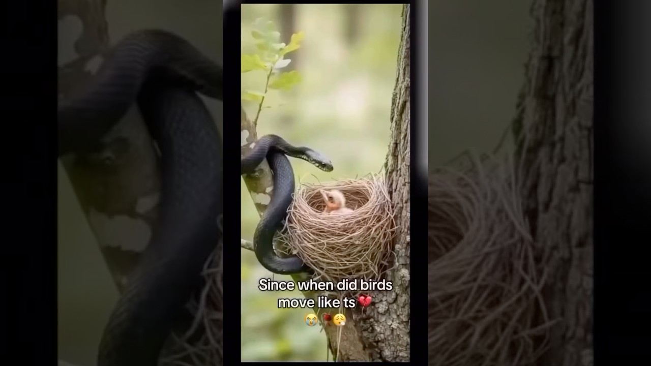 Itachi’s crows be like #anime #animeedit #naruto #demonslayer #shortd #fyp