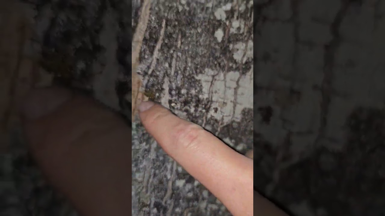 How Fast Do Maple Trees Heal From Tapping