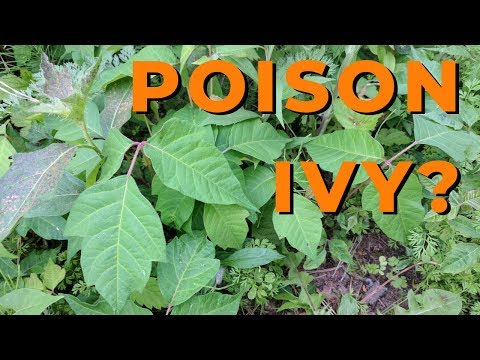 Plants Mistaken for Poison Ivy - Poison Ivy ID