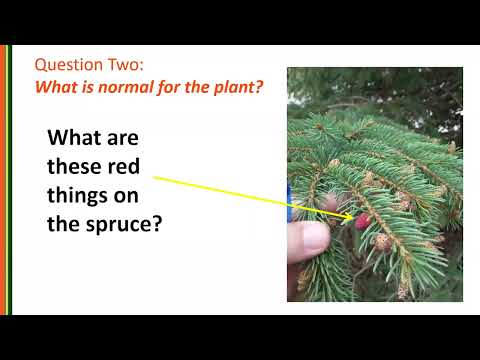 Tree Health Care Diagnostics Webinar