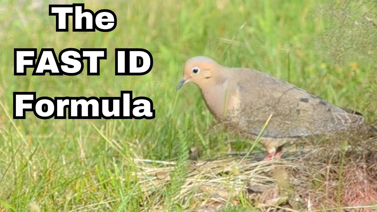 Bird Identification Mastery (The Easy Way)