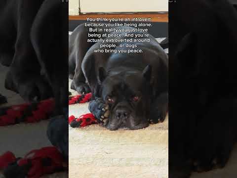 Peaceful Dog ❤️ #shorts #dog #canecorso