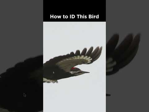 Pileated Woodpecker in flight identification example