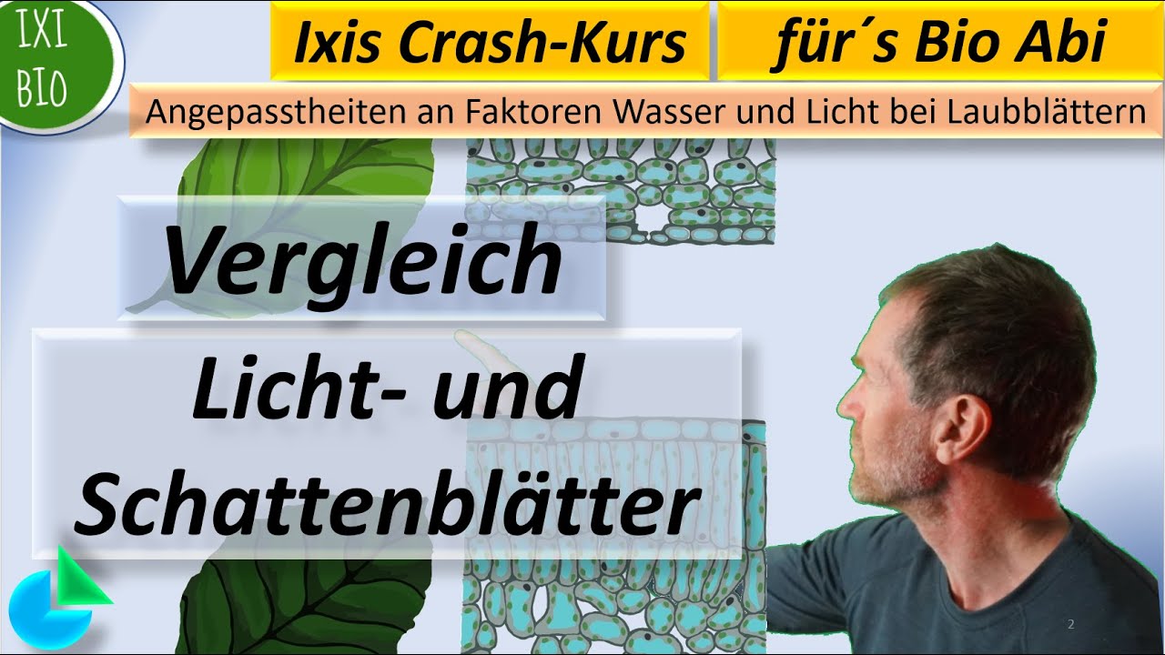 Understanding Light and Shade Leaves: Structure and Function in Trees ...