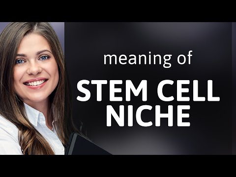 Understanding "Stem Cell Niche": An Insight into Biology