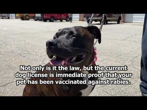 Dog Licenses - what you need to know.