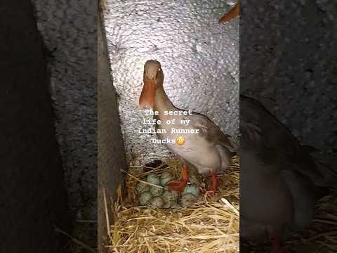 THE SECRET LIFE OF MY INDIAN RUNNER DUCKS 😳 #ducks #biegusyindyjskie