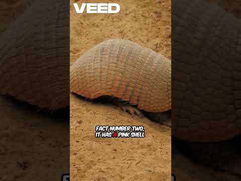 5 Amazing Facts About the Pink Fairy Armadillo!