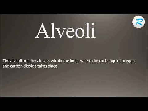 How to pronounce Alveoli