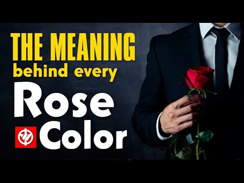 Rose Colors: The Meaning Behind Every Color | OFW Insights World