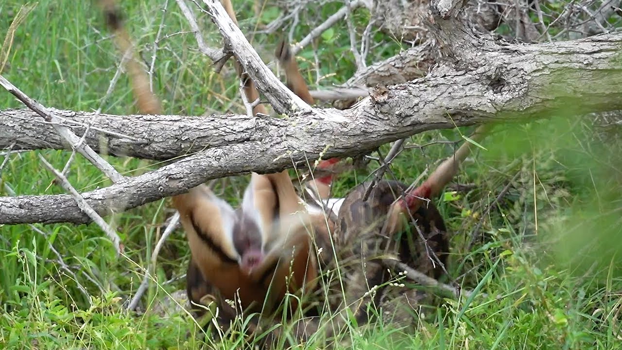 Impala ESCAPES from PYTHON 🐍