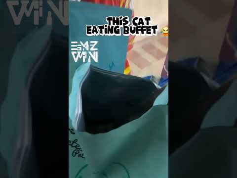 Happy Cat Eating Buffet 😂 #memes #funnyvideo #funniestvideo