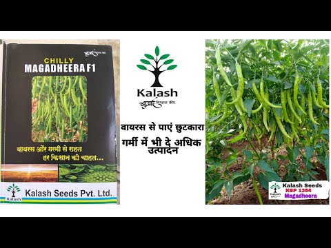 Chilli Seed - Wholesale Price & Mandi Rate for Arunim Chilli Seeds