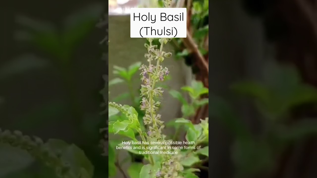 Holy Basil