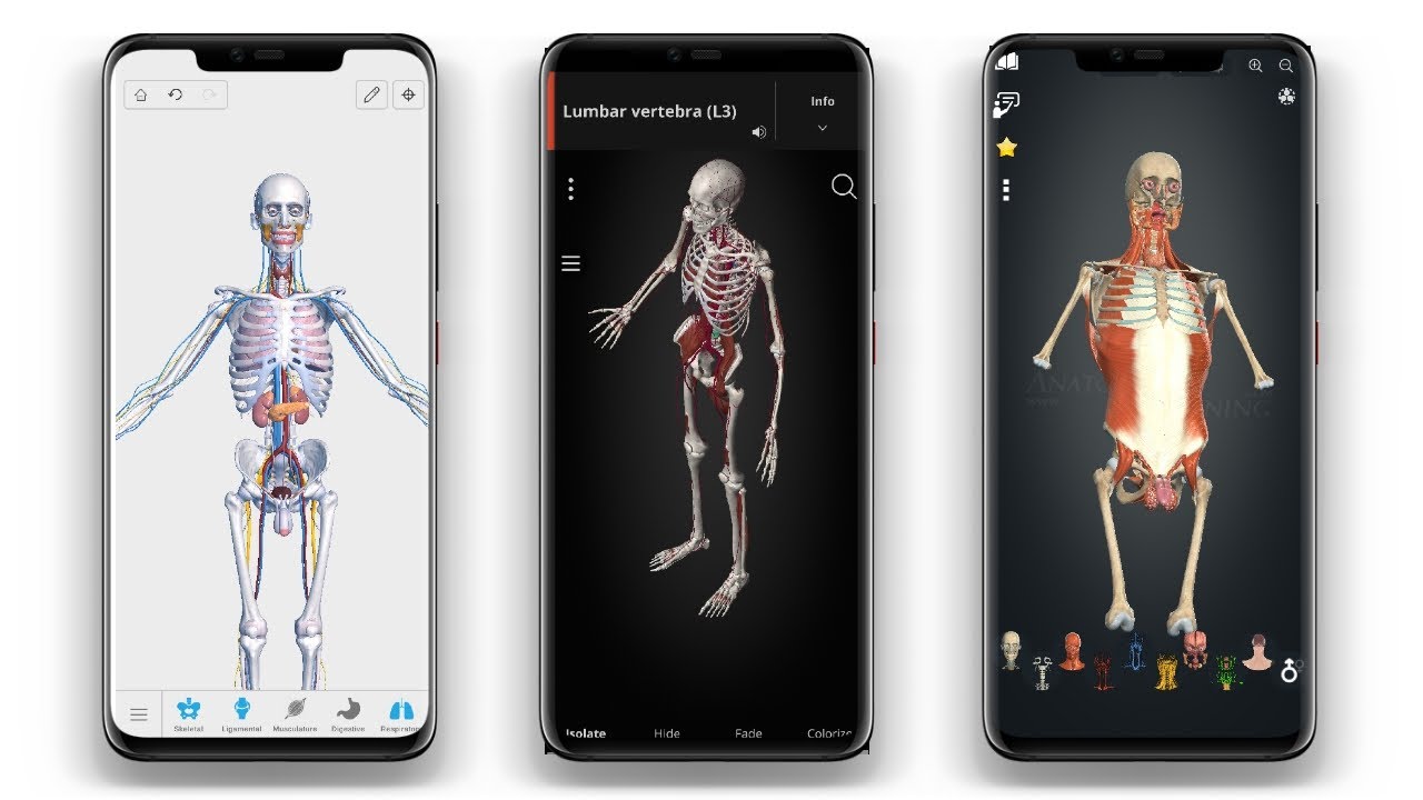3 Best Free Human Anatomy 3D Apps for Android 2026