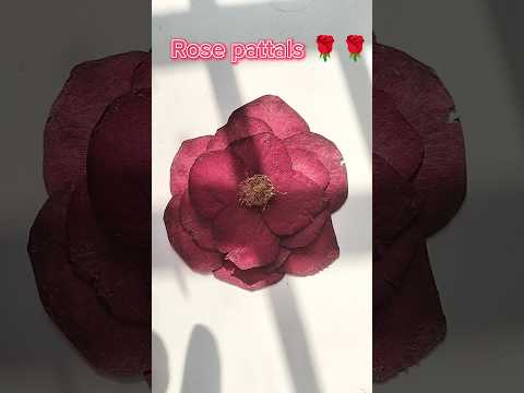 "Transforming Dry Rose Petals into Beautiful Art | DIY Craft Idea"🌹🌹