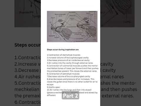 Respiratory system of frog part 2 Bsc zoology 4th semester important question #mdu #exam