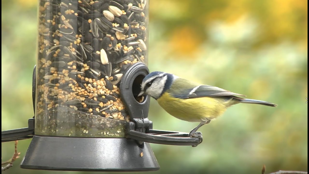 The difference between great tit and blue tit | Bird Protection Netherlands