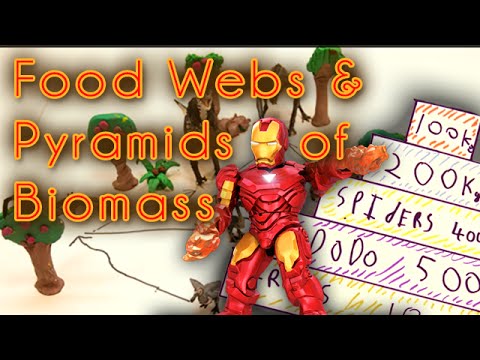 Food Webs & Pyramids of Biomass (GCSE Biology)