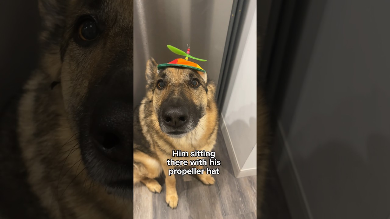 The propeller hat never gets old 💙 #germanshepherd #gsd #silly