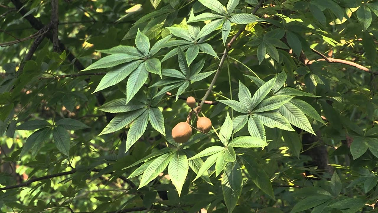 Video Plant Profile with Jon Peter — Aesculus