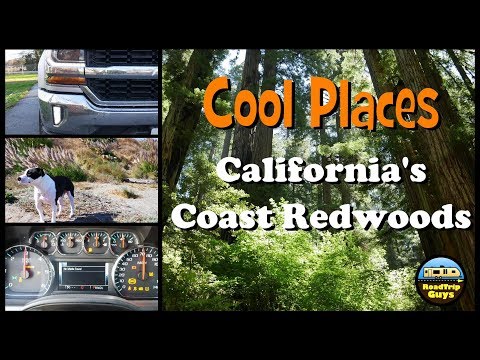 Eureka! California's Majestic Coast Redwoods