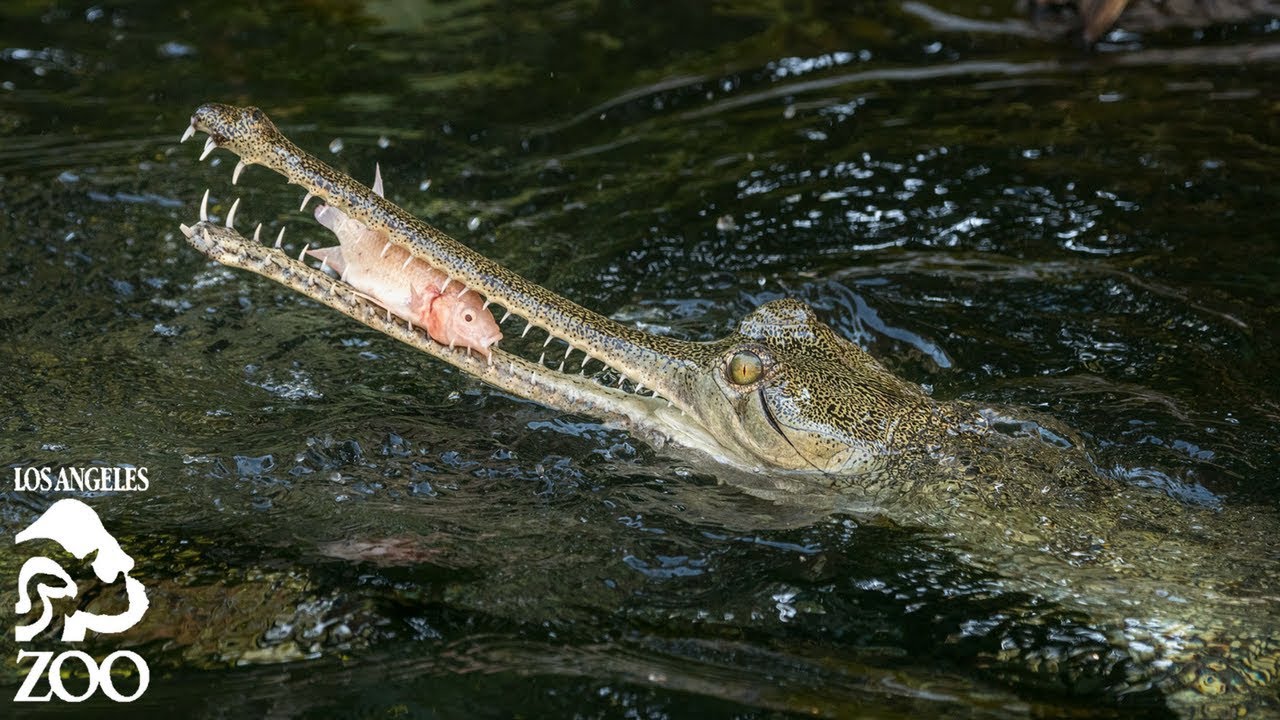 Gharial Feeding at the L.A. Zoo 🐊