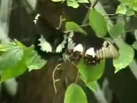 Threatened Samoan butterflies fight back against extinction | Dear ...