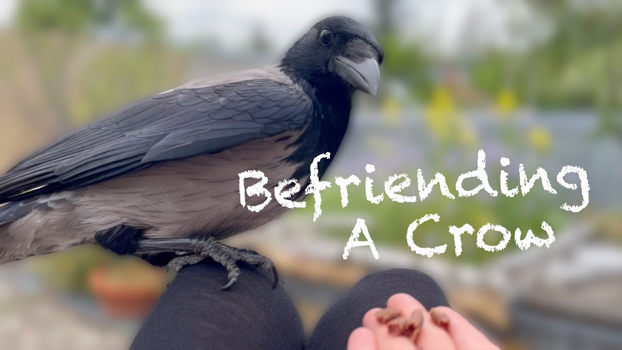 The Ultimate Guide To Befriend A Crow