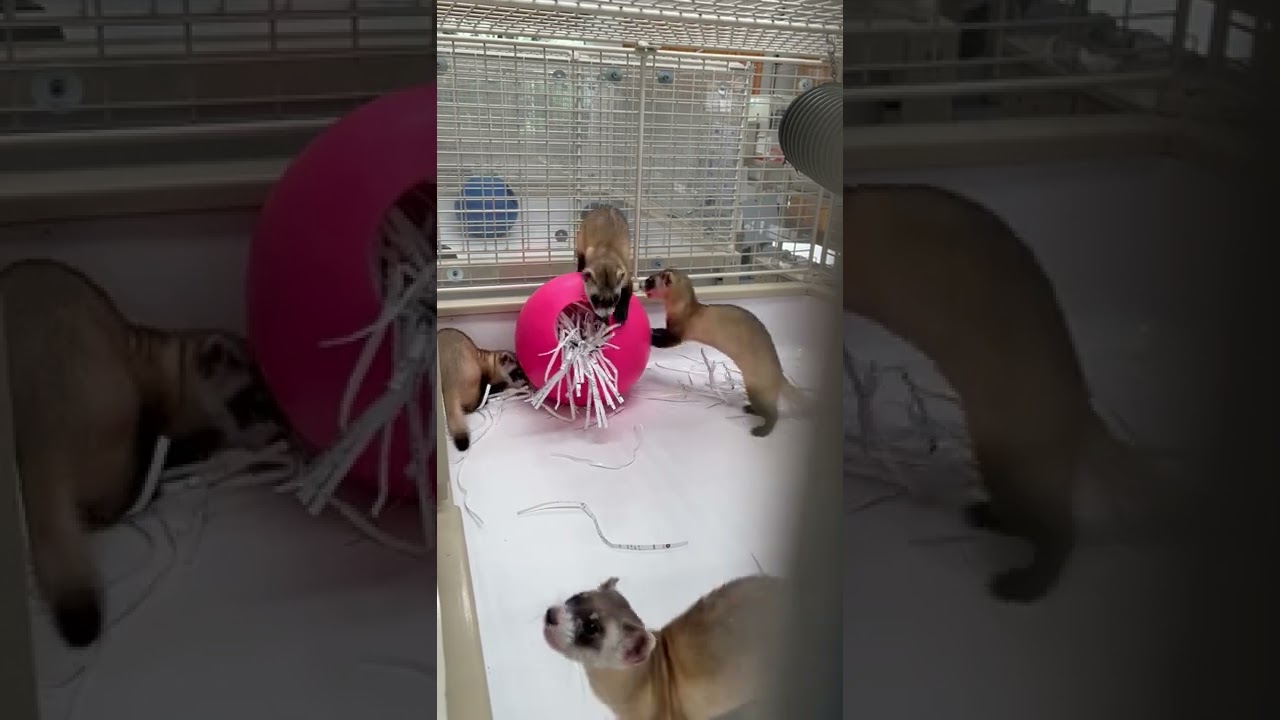 Black-footed Ferret Kits Playing
