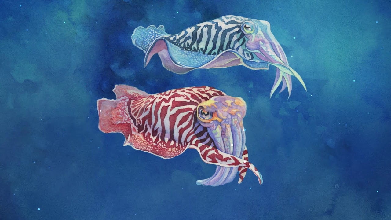 Oceans Board Game - Trailer - North Star Games