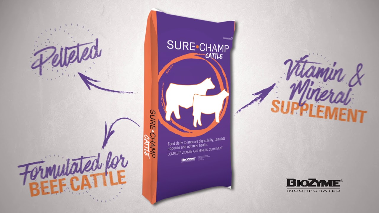 Sure Champ Cattle Product Video