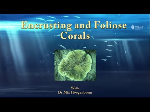 Encrusting and foliose coral growth forms - JCU Classroom on the Reef