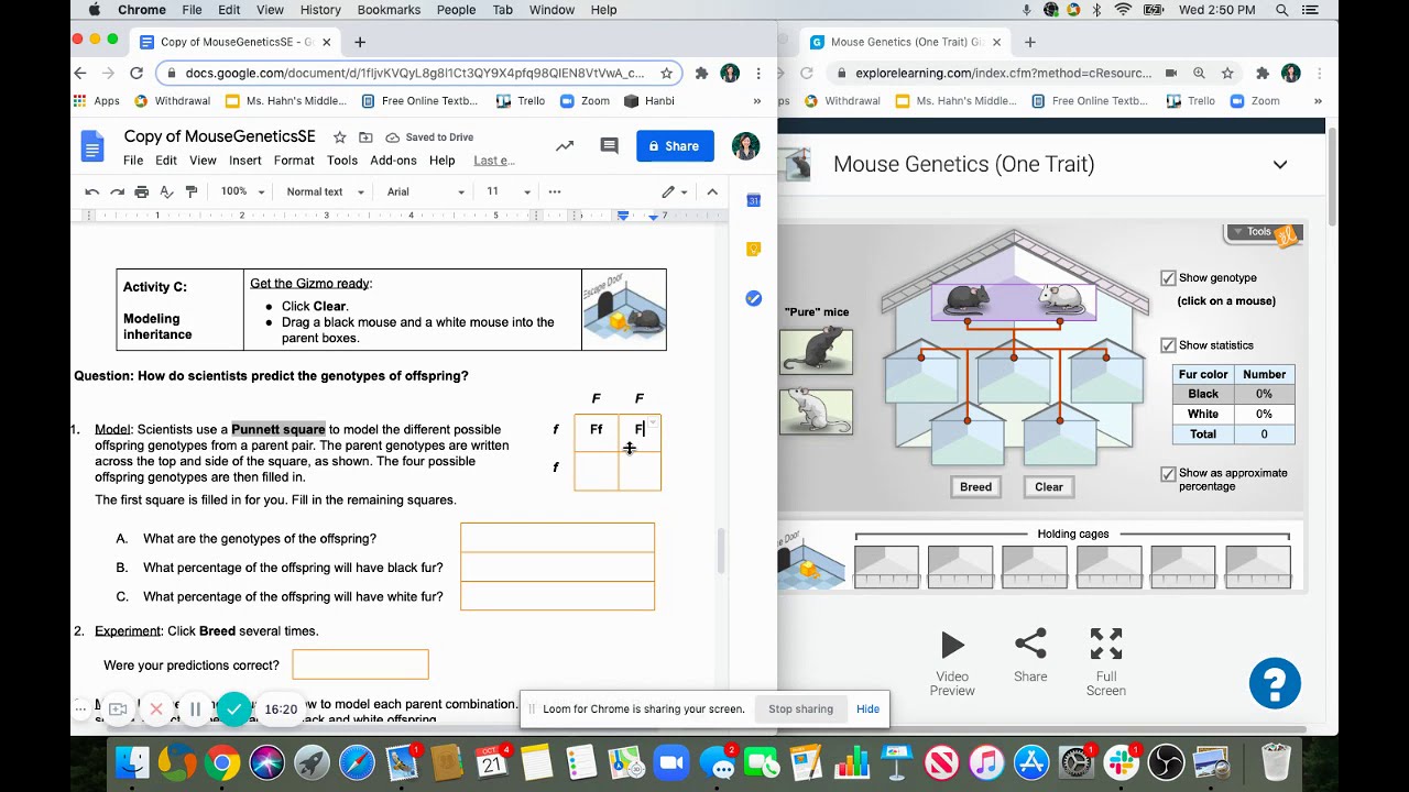 Mouse Genetics One Trait Gizmo  Instructions