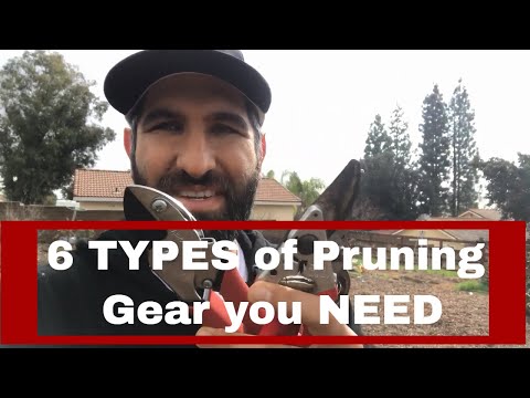 Choosing the BEST Fruit Tree Pruning Tools for your Back Yard Orchard