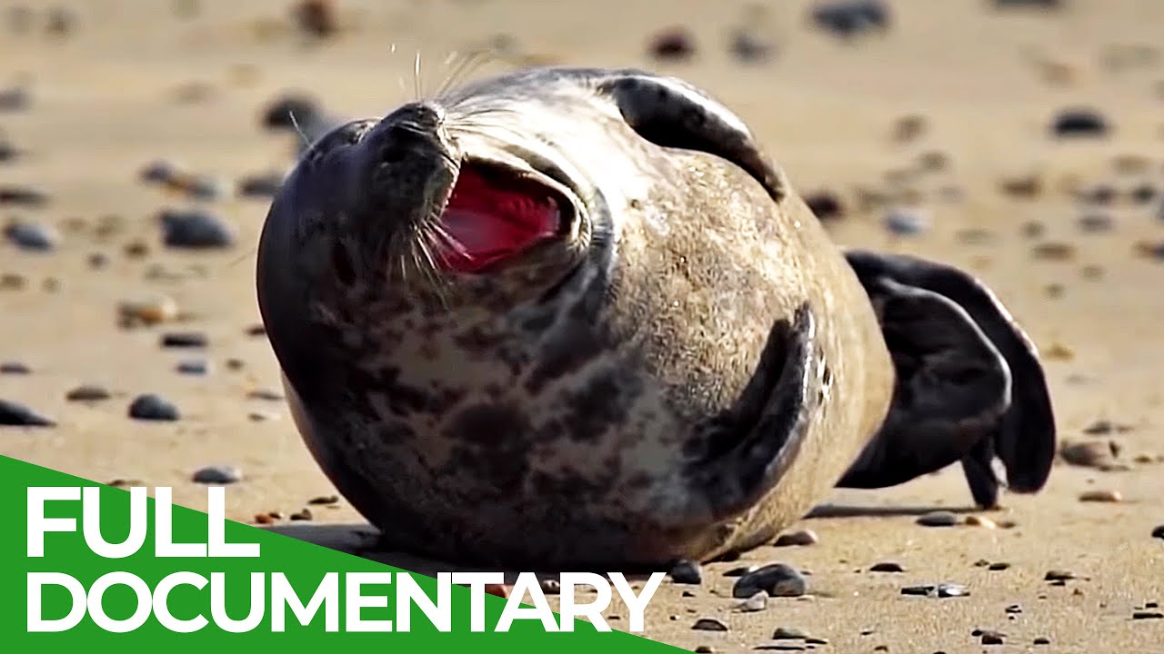 Playground of the Seals | Free Documentary Nature