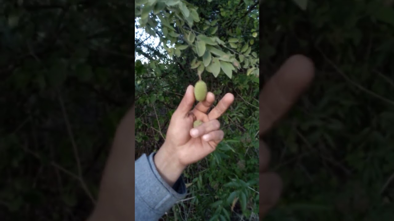 Where the Guazima plant grows