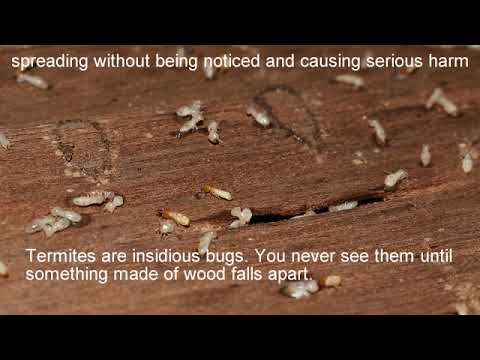 insidious meaning | Vocabulary for Kids | Children's Dictionary | Learn English Vocabulary