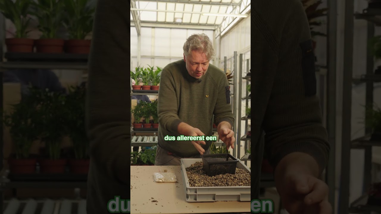 Planting pond plants in a pond basket (AQUA SET instructions)