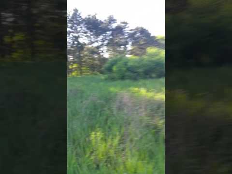 Edmore 9 beautiful acres 2