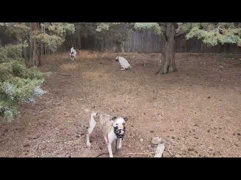 The 5 Dogs: A Quick Check-in with the Owners (11-05-2023)